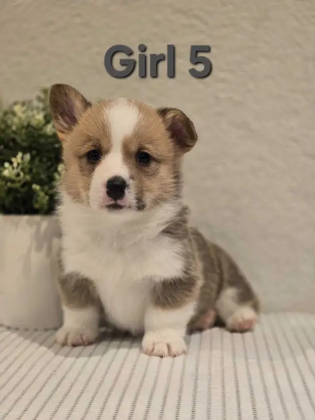Pembroke Welsh Corgi Puppies | Dogs & Puppies for Rehoming | Dawson ...