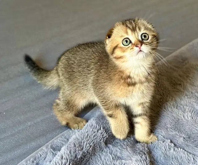 Purebred Scottish Golden Shorthair Fold Kittens Available | Cats ...