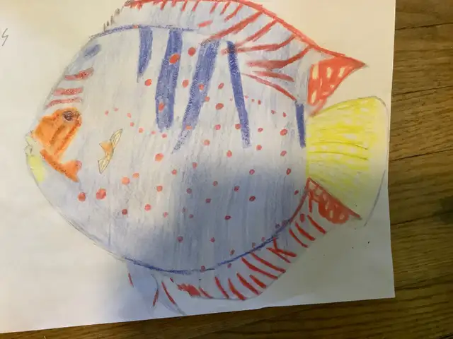 Fish, pleco, guppy, plants, rock, and more fish stuff for trade | Fish ...