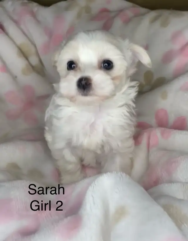 4 Adorable ️ Teddy Bear Yorkie Terrier / Biewer | Dogs & Puppies for ...