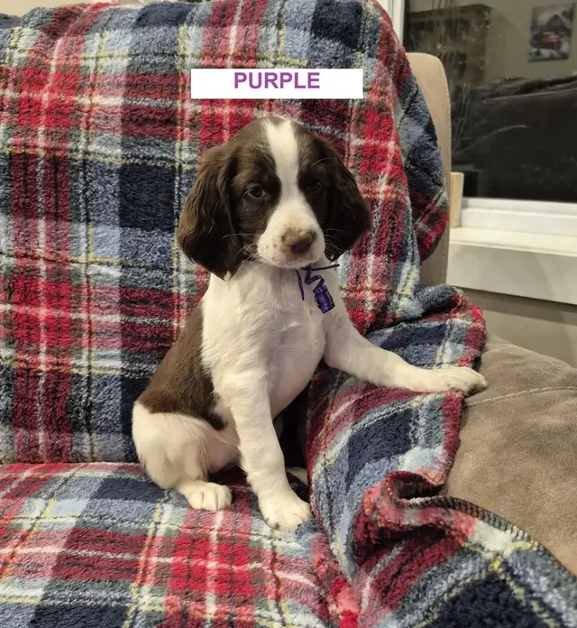 Reserved Adorable Sproodle Puppies - 2/3 Springer & 1/3 Poodle | Dogs ...