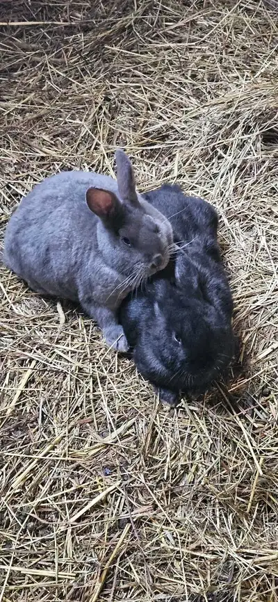 199 ads for rabbits for sale in Pets in Canada | Kijiji Marketplaces