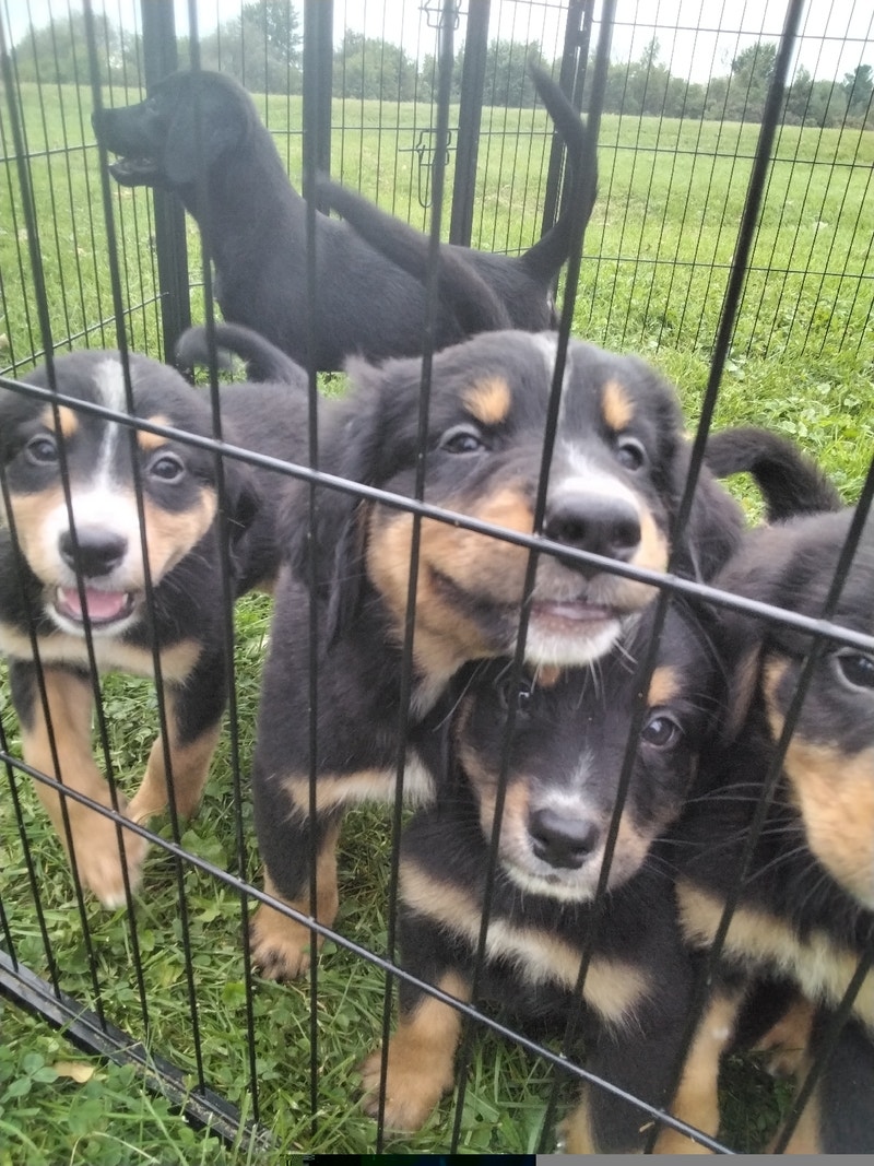 labernois pret a partir | Chiens et chiots à adopter | Lanaudière | Kijiji