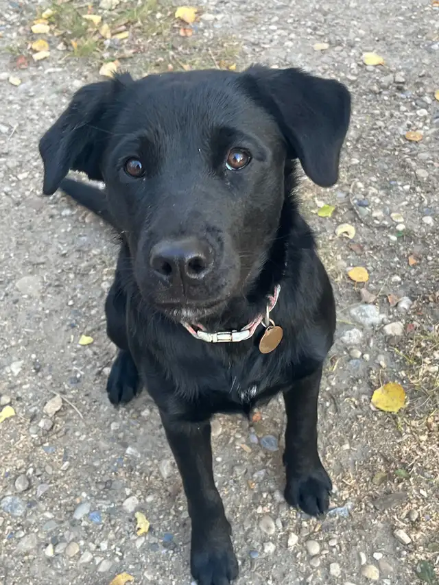 Black Lab Mix | Dogs & Puppies for Rehoming | Edmonton | Free local ...