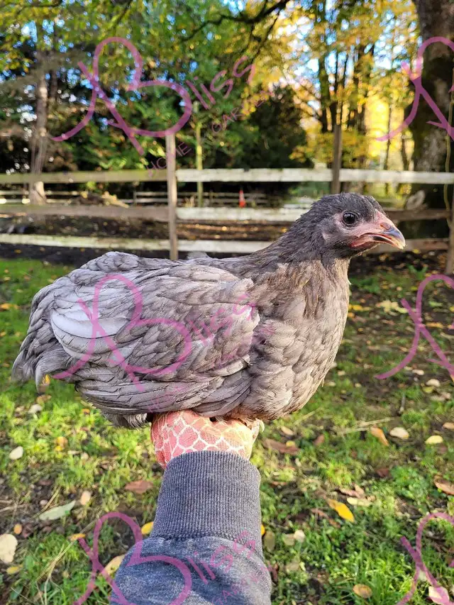 Easter Egger Hatching Eggs | Livestock | Delta/Surrey/Langley | Free ...