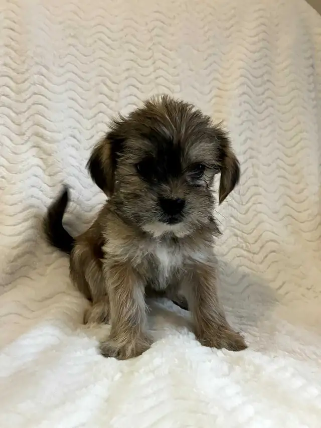 Shorkie puppies (Shih Tzu x Yorkshire Terrier) | Dogs & Puppies for ...