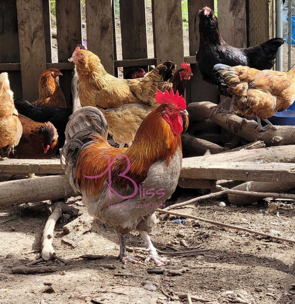 Easter Egger Hatching Eggs | Livestock | Delta/Surrey/Langley | Free ...