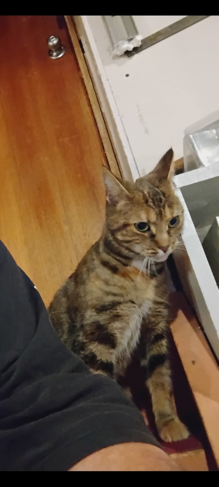 Found female cat. Young and well kempt. | Lost & Found | London | Free ...