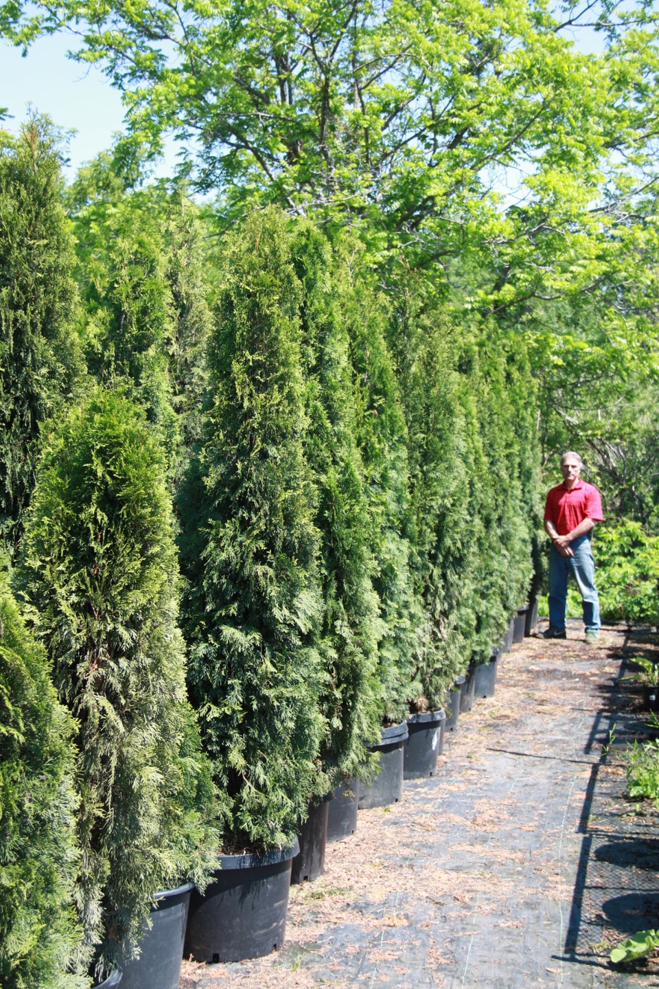 Cedars, Yews, Boxwoods Japanese Maple Plants | Plants, Fertilizer ...