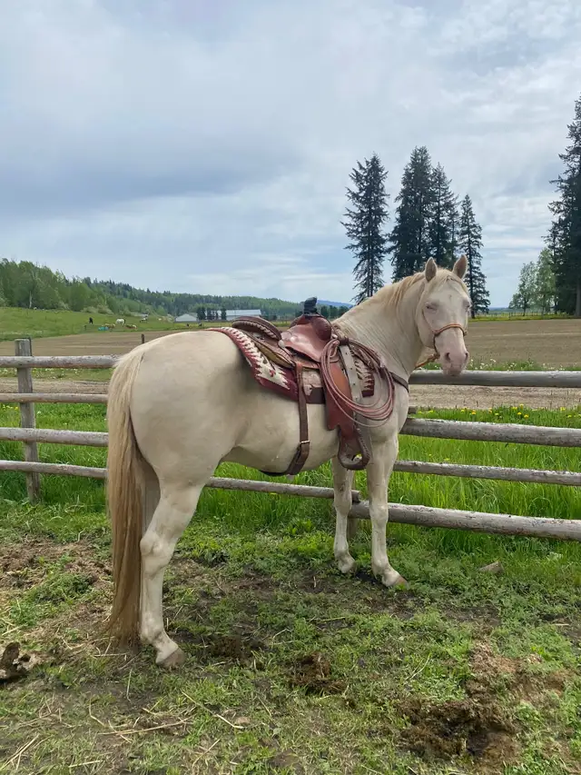 Palomino APHA 2024 gelding, Major Bonanza Hollywood Dunit bred | Horses ...