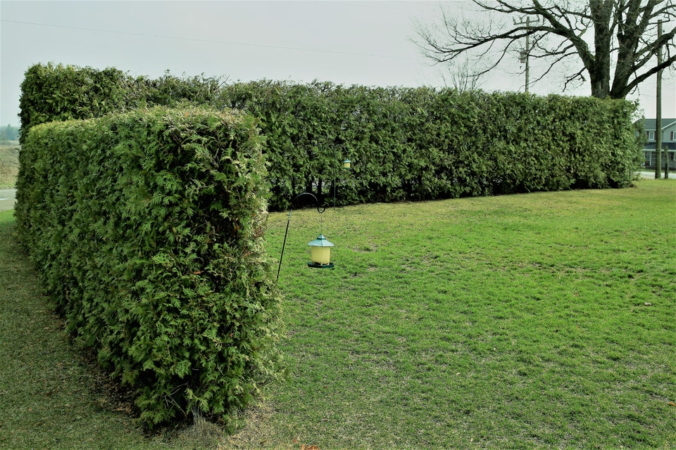 WHITE SWAMP CEDAR HEDGE TREES AND EMERALD CEDAR TREES FOR SALE | Plants ...