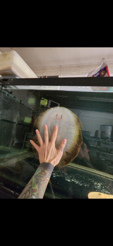 230 gallon wide aquarium set up | Fish for Rehoming | Red Deer | Kijiji