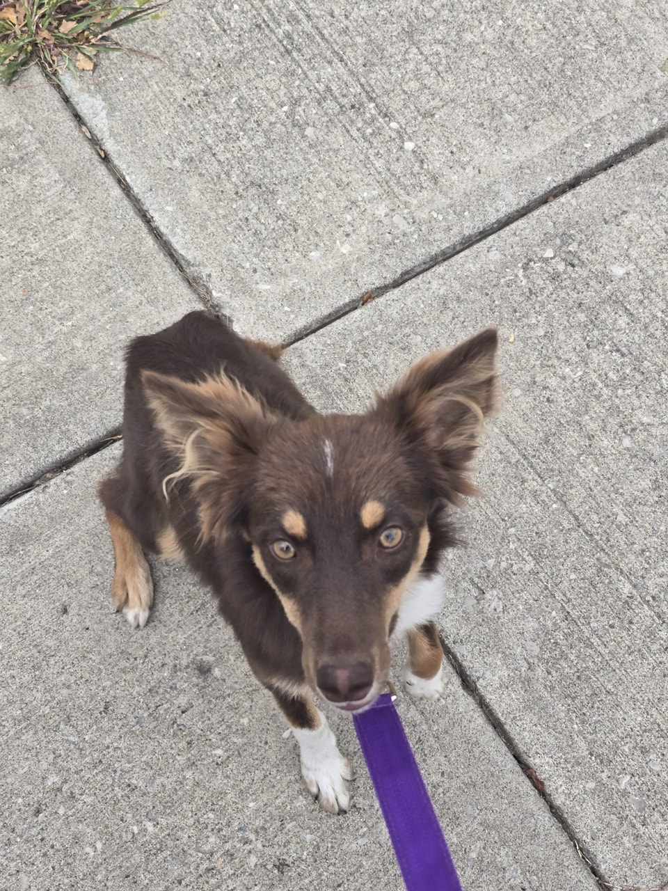 Miniature Australian Shepherd | Dogs & Puppies for Rehoming | Hamilton ...