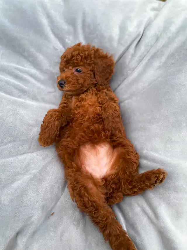 Red toy poodle puppies available | Dogs & Puppies for Rehoming | City ...