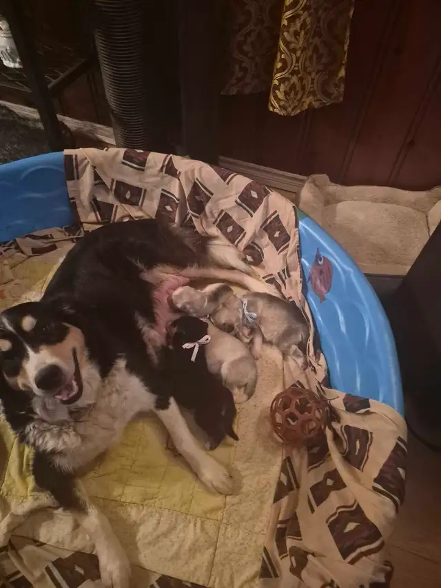 8 beautiful blue eyed puppies have arrived | Dogs & Puppies for ...