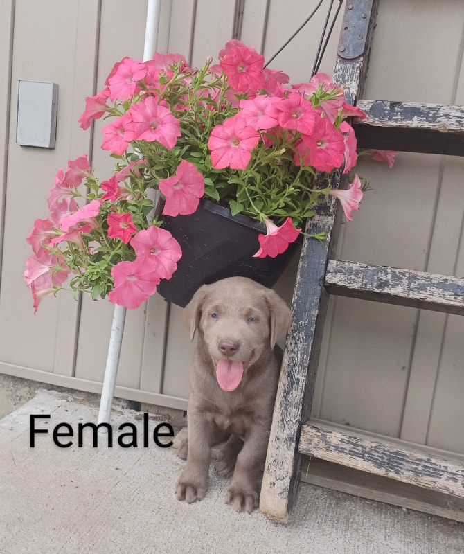 Purebred Silver Lab Puppies | Dogs & Puppies for Rehoming | Sudbury ...