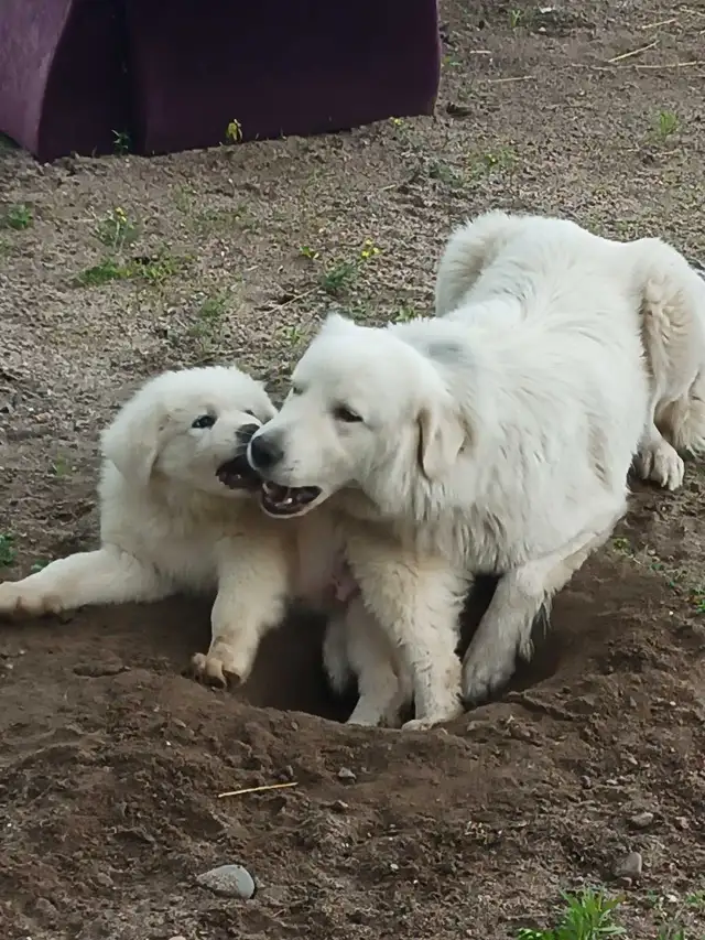 rehoming my great Pyrenees | Dogs & Puppies for Rehoming | North Bay ...