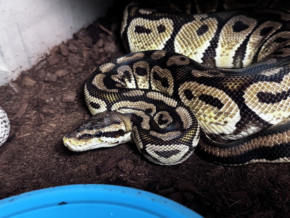 Reptile Show * Ball Python * Sale | Reptiles & Amphibians for Rehoming ...
