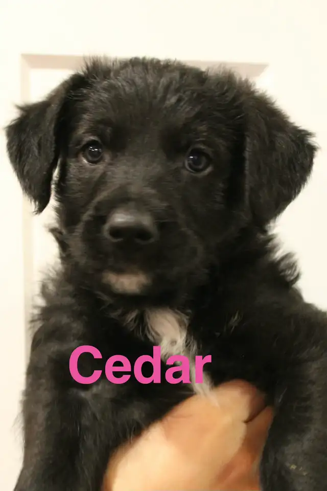 Wolfhound-Doodle / Blue Heeler-Border Collies | Dogs & Puppies for ...