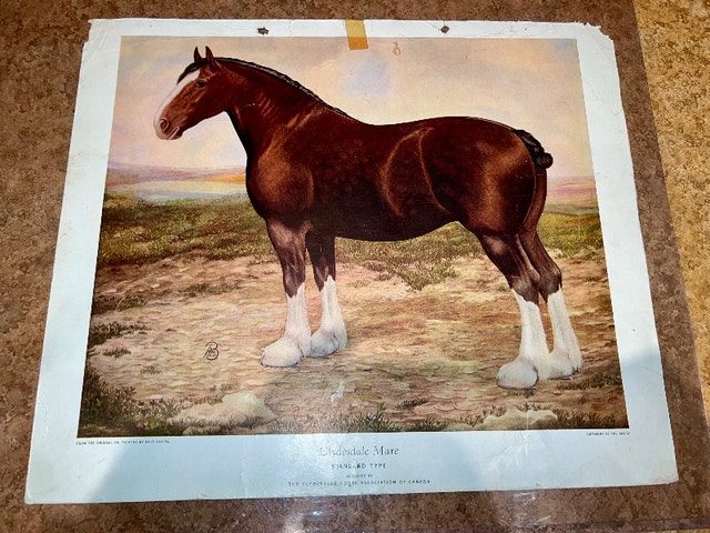 ROSS BUTLER HORSE PRINTS - BELGIAN STALLION / CLYDESDALE MARE | Arts ...