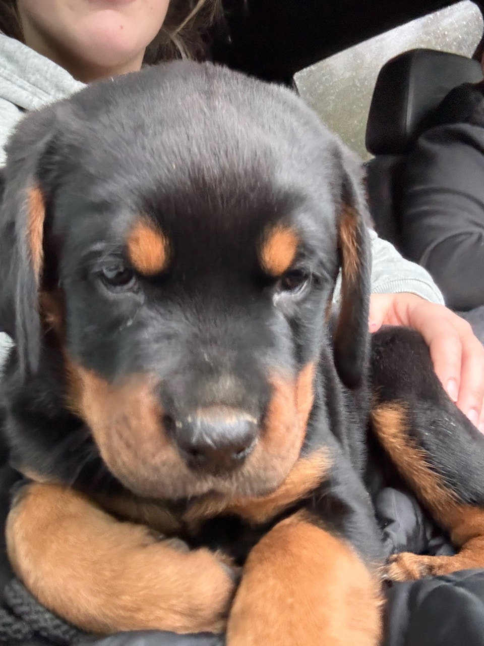 Rottweiler | Dogs & Puppies for Rehoming | West Island | Free local ...