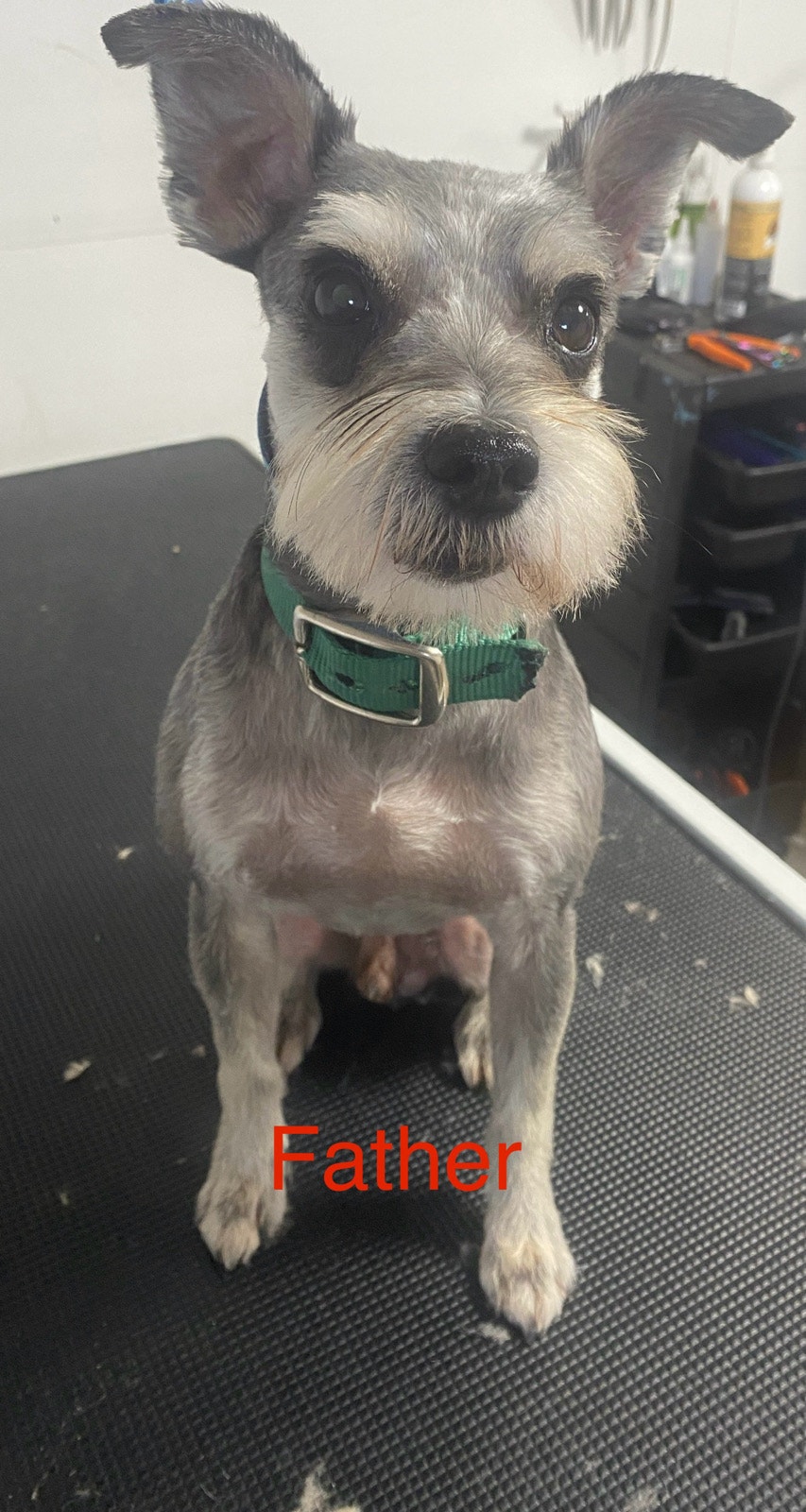 Miniature Schnauzer Puppies | Dogs & Puppies for Rehoming | London ...