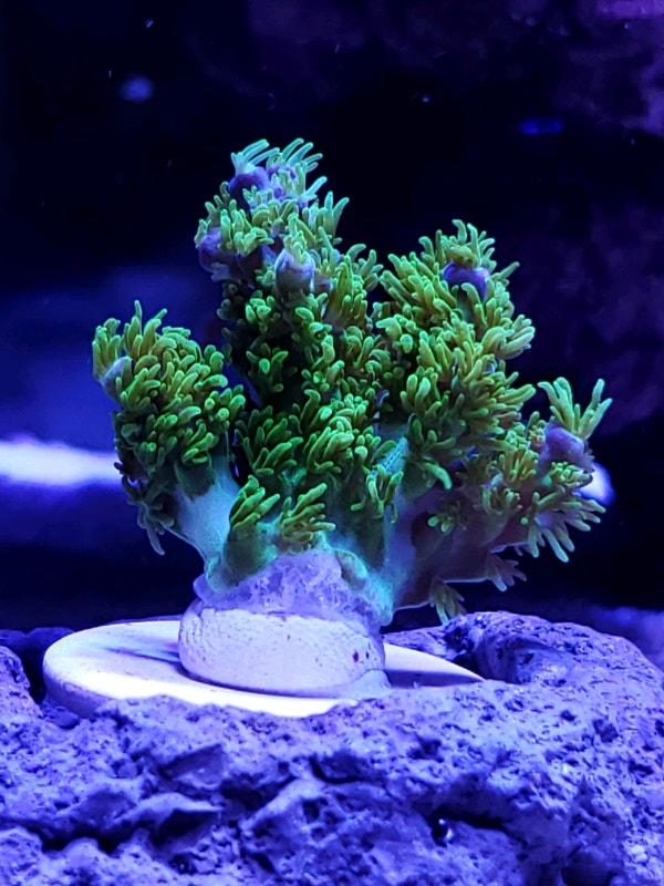 RR Marvin the Martian SPS coral frags | Fish for Rehoming | City of ...