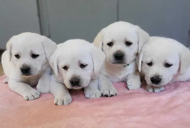 CKC PUREBRED Creamy White Lab Puppies - 1 MALE LEFT!! | Dogs & Puppies ...