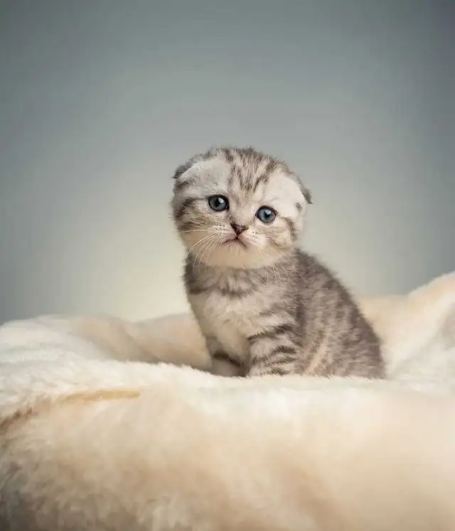 Chaton Scottish Fold Black Silver Tabby | Cats & Kittens for Rehoming ...