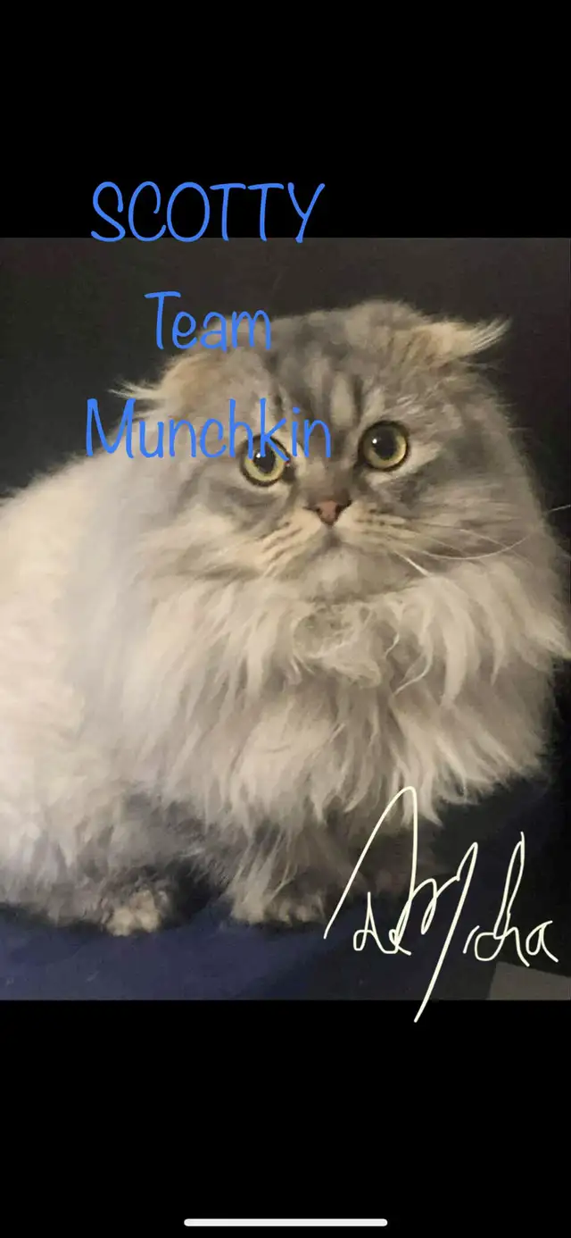 Munchkin bientôt | Cats & Kittens for Rehoming | Shawinigan | Free ...