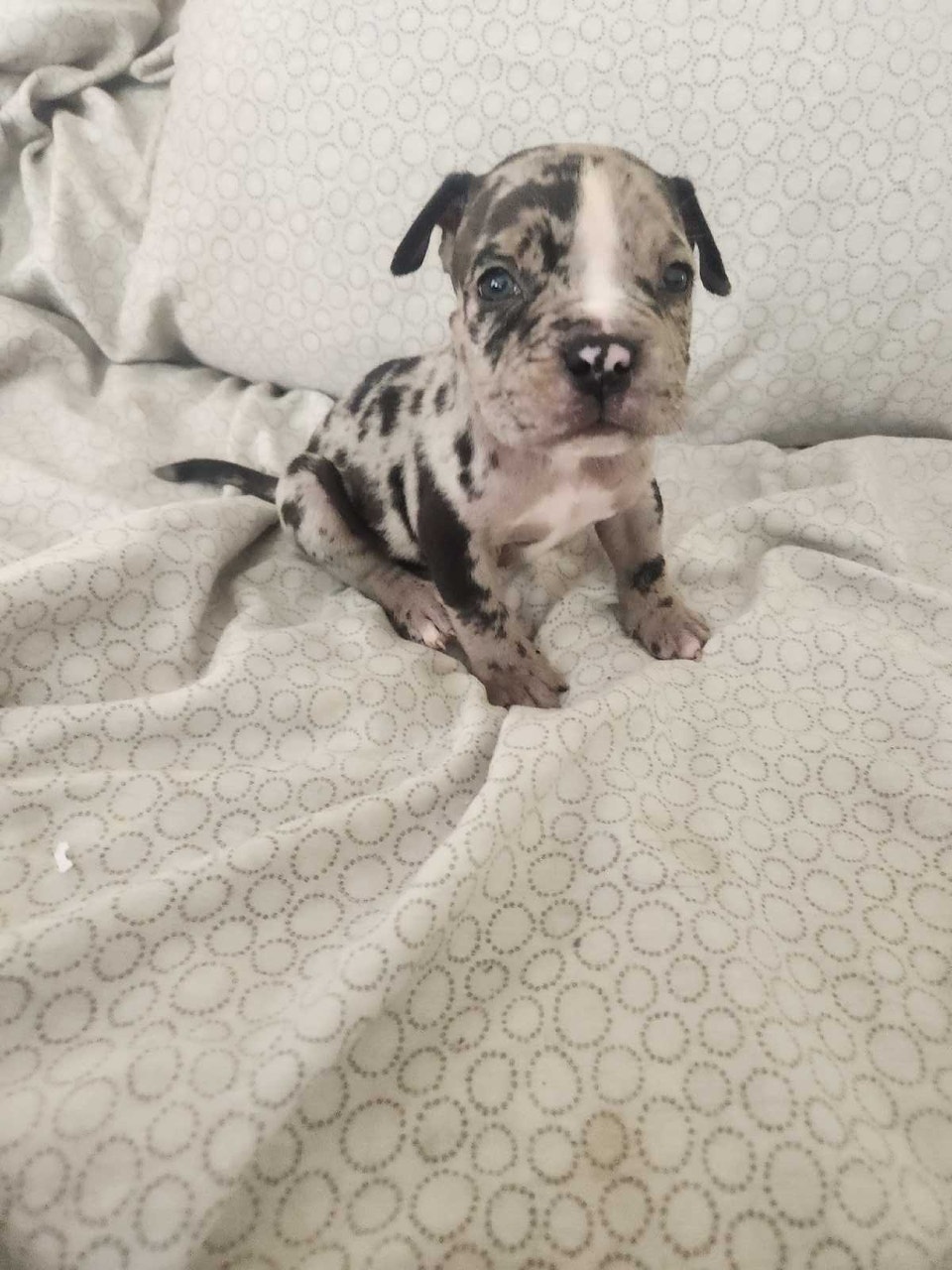 Micro Pups – Merle -Ready For homes- Premium Bloodlines | Dogs ...