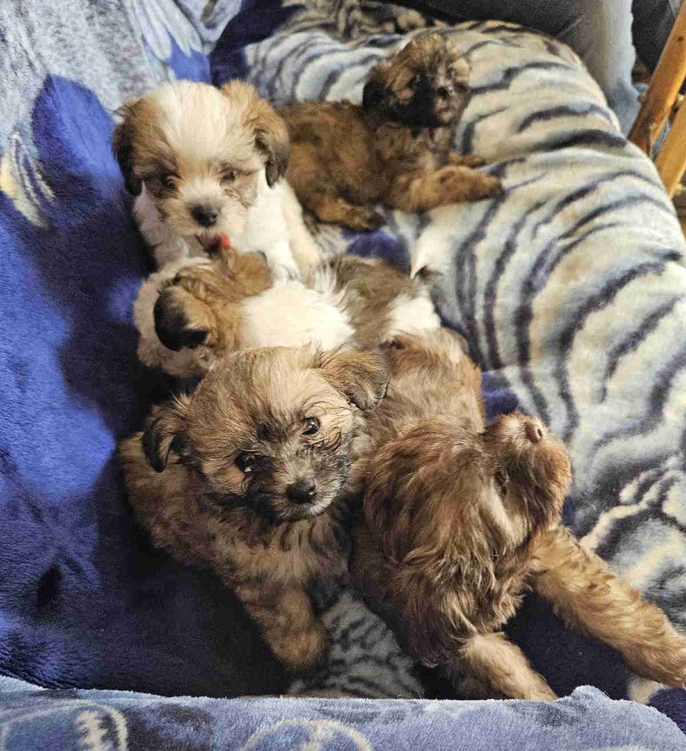 Shih Tzu Cross | Dogs & Puppies for Rehoming | Edmonton | Free local ...