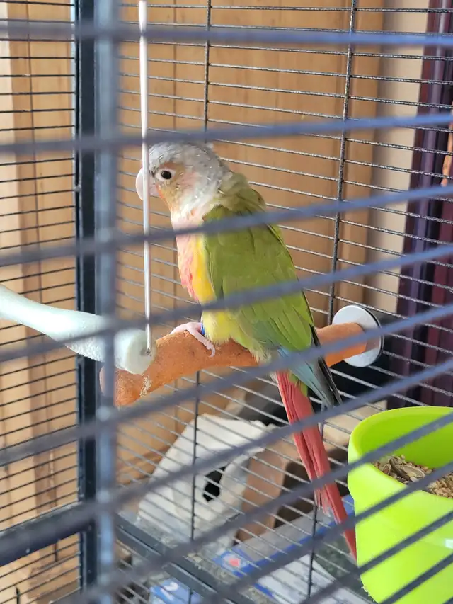 Conure a joue verte avec grande cage | Birds for Rehoming | Granby ...