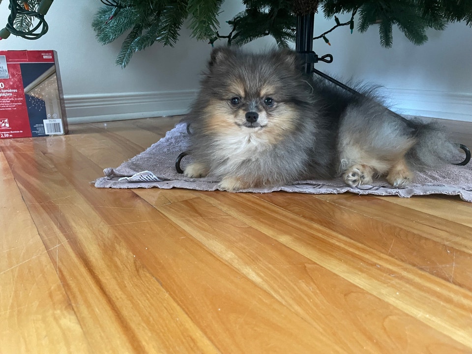 Small size Pomeranian - Blue Merle and Tan Male | Dogs & Puppies for ...
