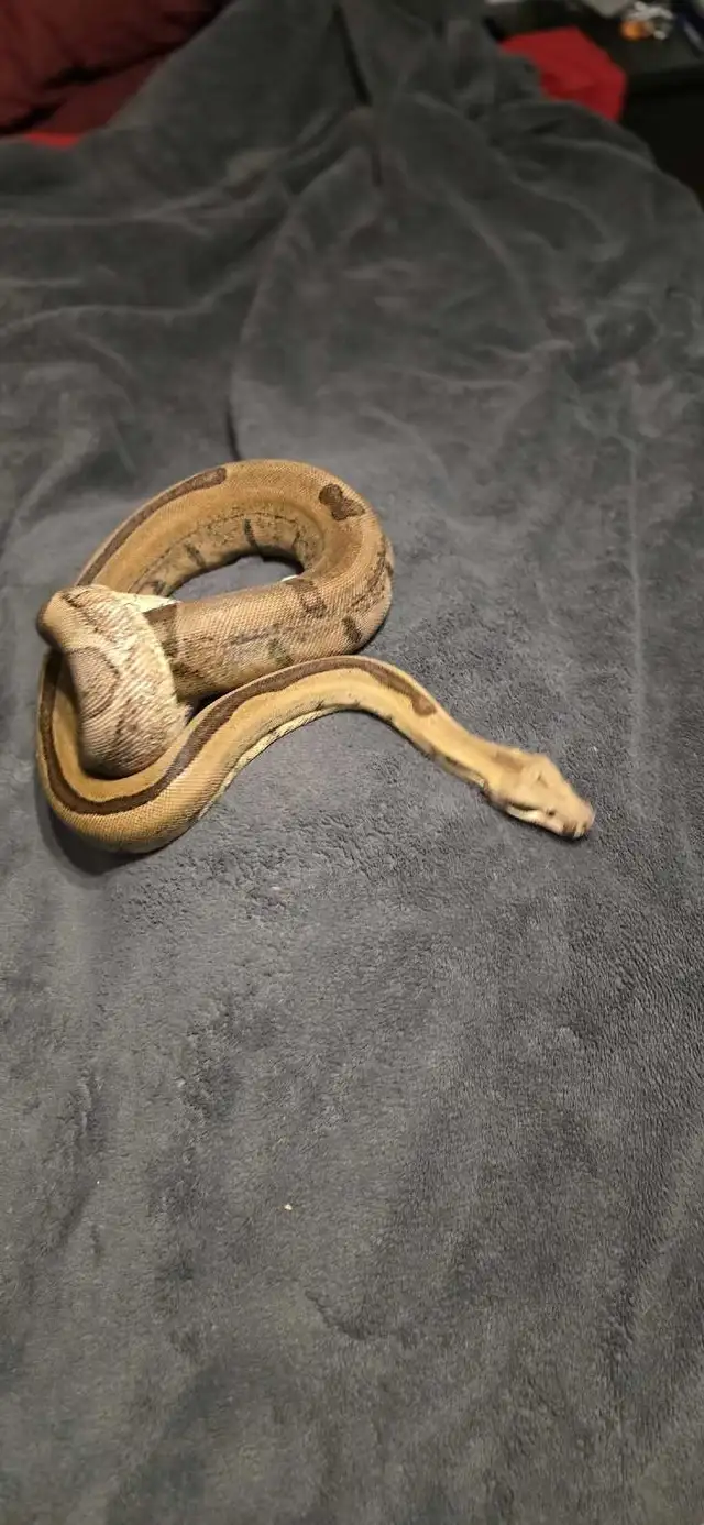 Boa Constrictor hypo het Moonglow | Reptiles & Amphibians for Rehoming ...