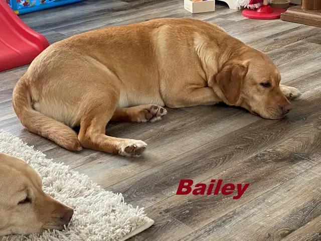 CKC Registered, Purebred, Yellow Labrador Retriever Puppies | Dogs ...