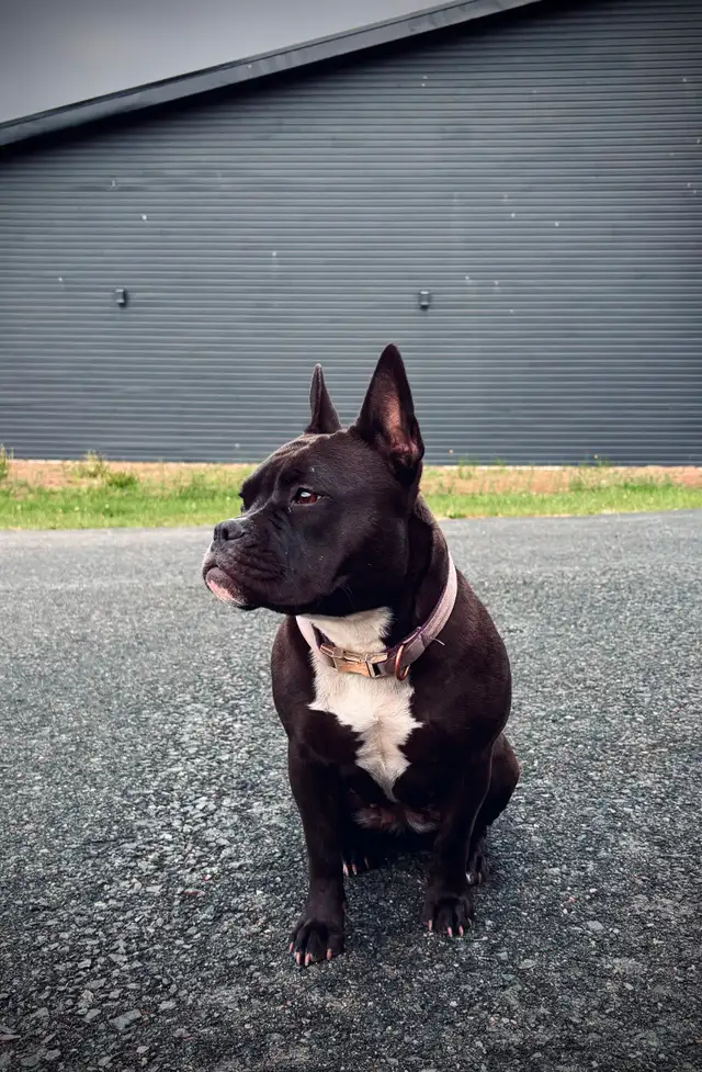 Femelle Frenchie X | Dogs & Puppies for Rehoming | Rouyn-Noranda | Free ...