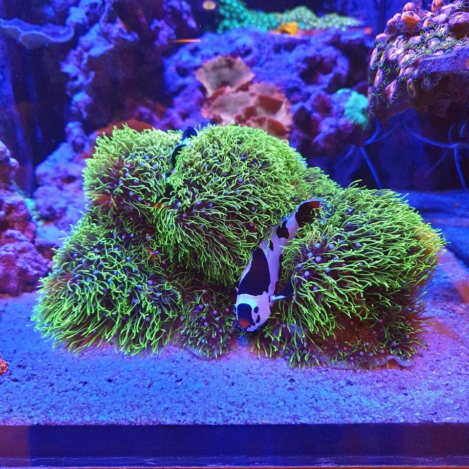 Green Star Polyp | Fish for Rehoming | Calgary | Free local classifieds ...