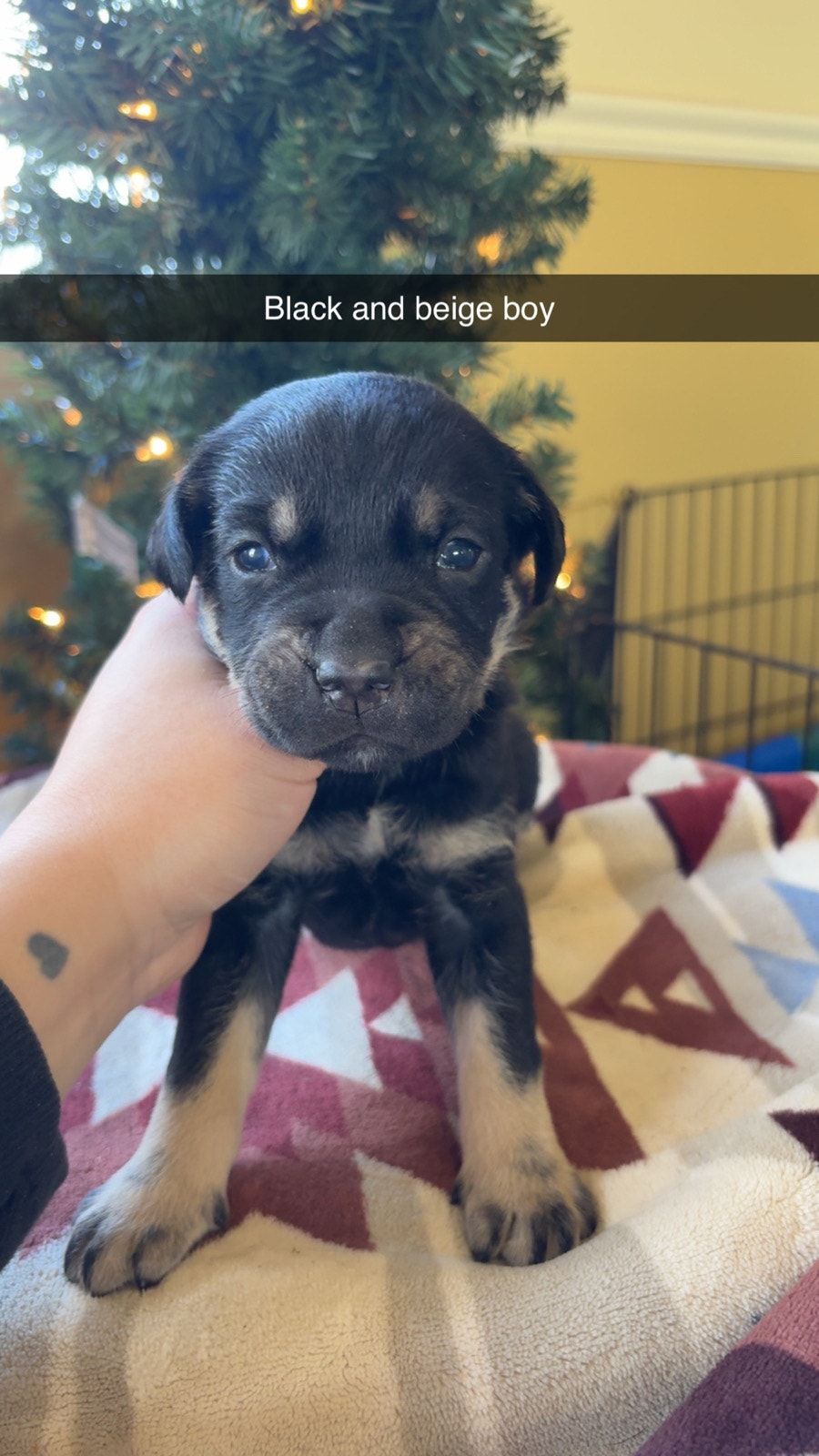 black lab cane corso puppies | Dogs & Puppies for Rehoming | Truro ...