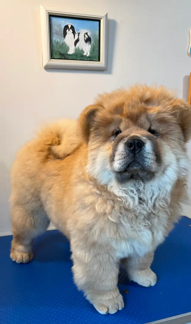 Chow Chow Puppy Female CKC registered | Dogs & Puppies for Rehoming ...