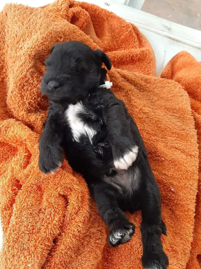 Magnifiques schnauzers nain | Dogs & Puppies for Rehoming | Longueuil ...