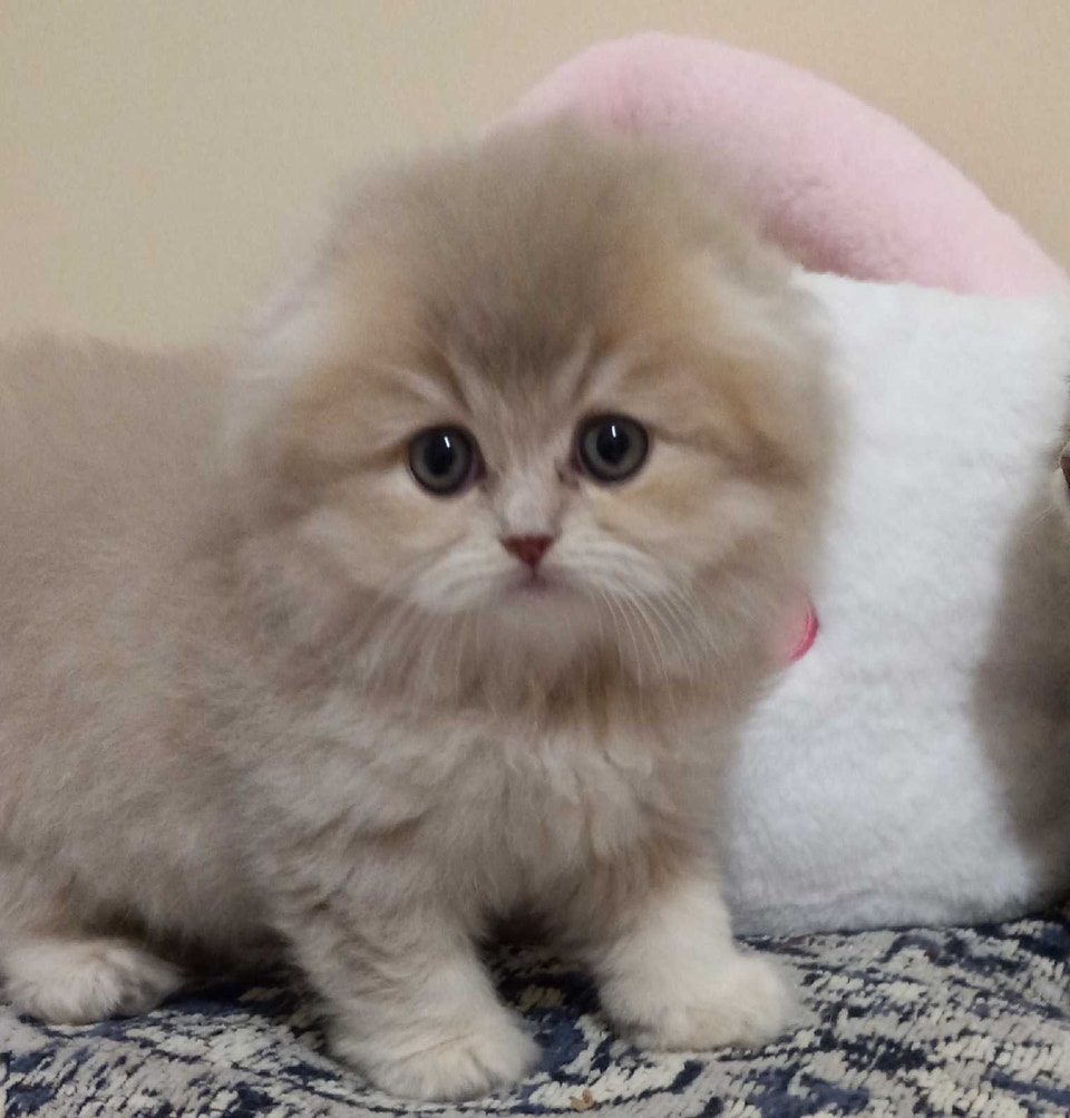 COZY UP WITH SCOTTISH FOLD( just one left). | Cats & Kittens for ...