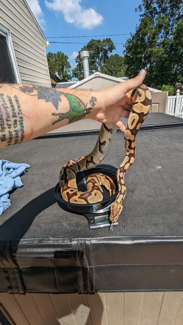 Female Adult Ball Python | Reptiles & Amphibians for Rehoming ...