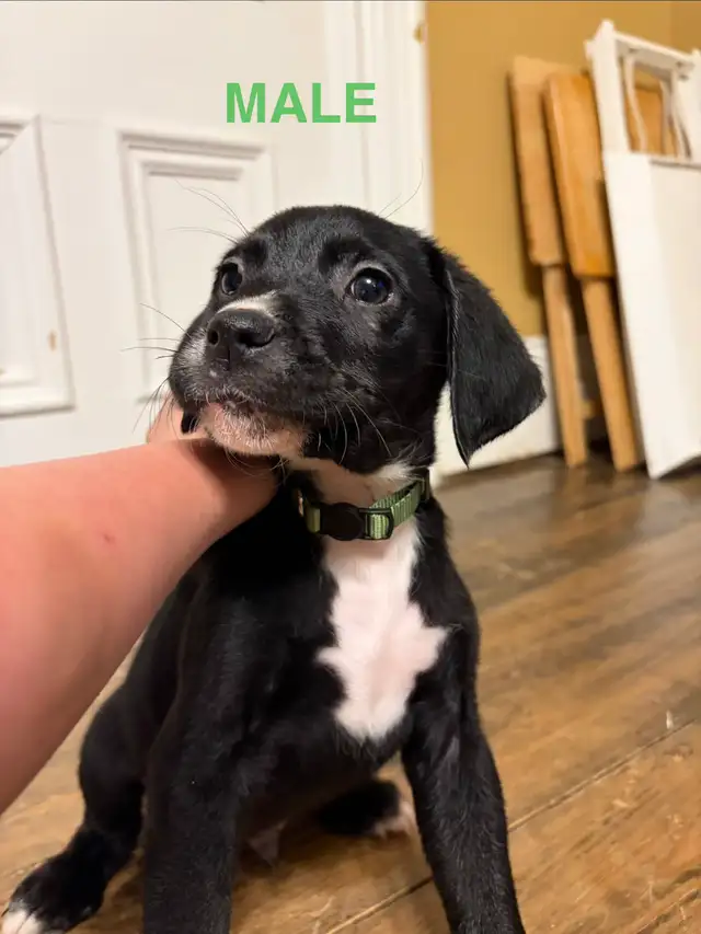 lab mix puppies to good homes | Dogs & Puppies for Rehoming | Saint ...