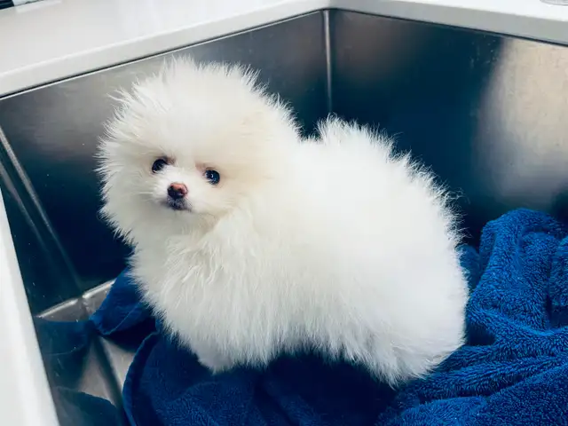 Top quality white Pomeranians, ckc registered parent | Dogs & Puppies ...