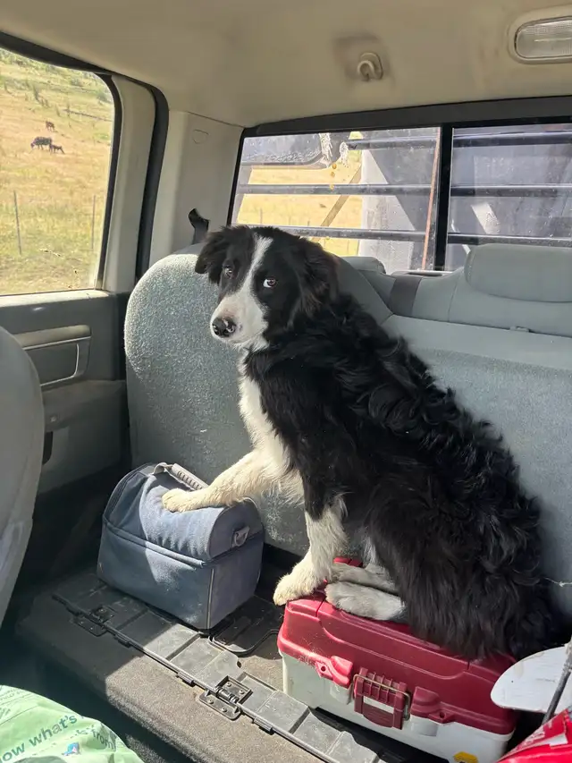 Border Collie | Dogs & Puppies for Rehoming | 100 Mile House | Free ...