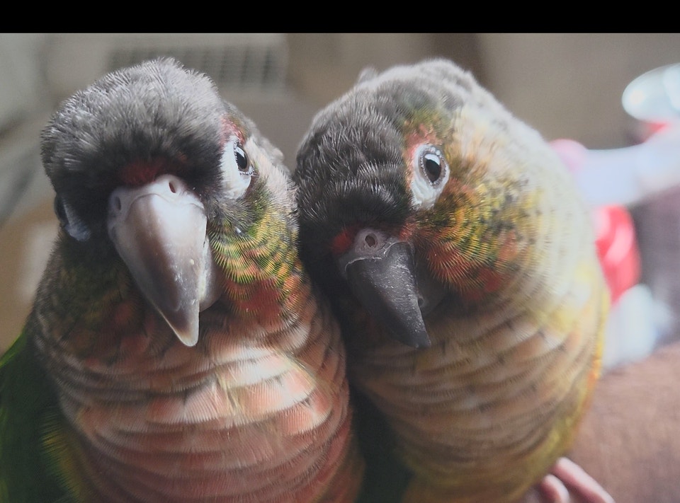 Proven Breeding Pair of Green Cheek Conures (Birds Only) | Birds for ...