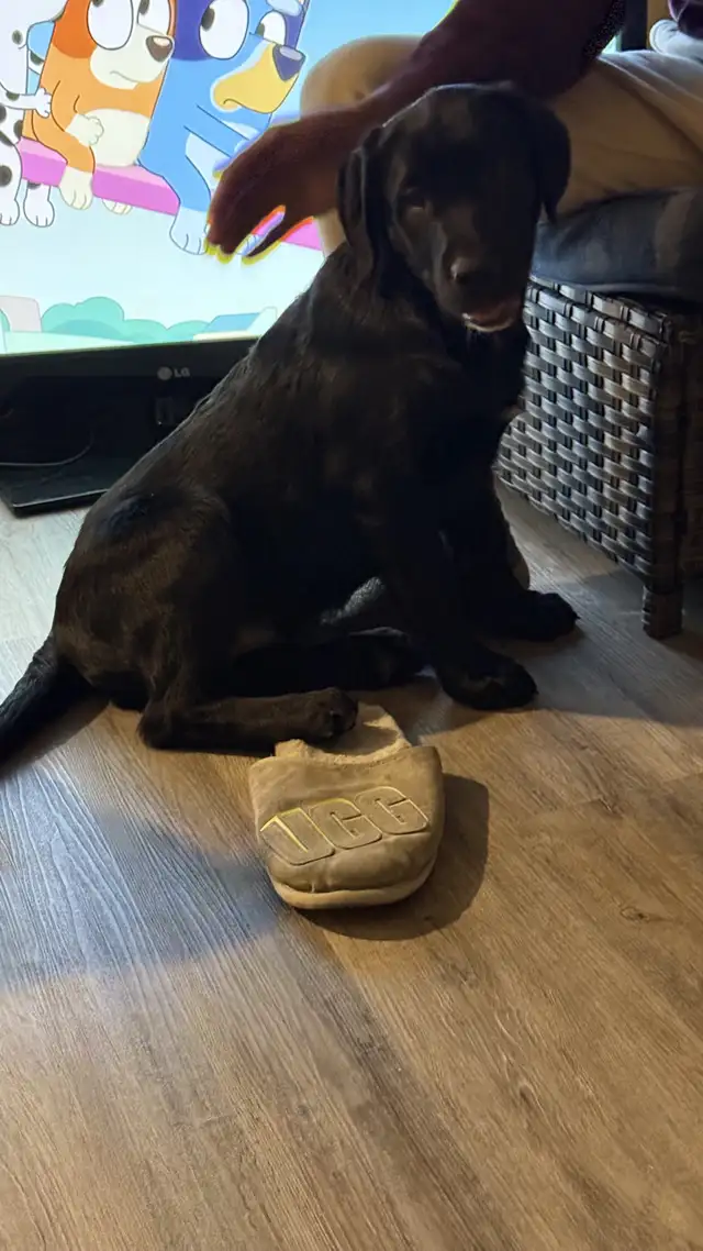 Lab Retriever Mix | Dogs & Puppies for Rehoming | Calgary | Free local ...