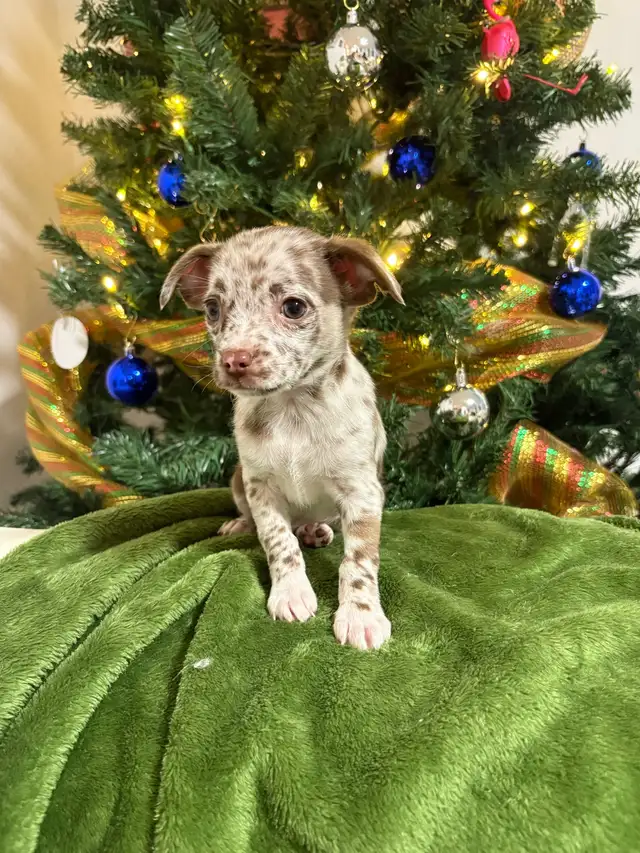 Merle super rare ready now Pomeranian x chihuahua pomchi | Dogs ...