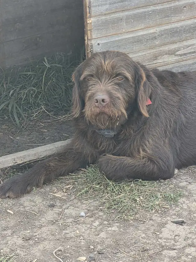 German Wirehair Pointer/Choco Lab | Dogs & Puppies for Rehoming | St ...